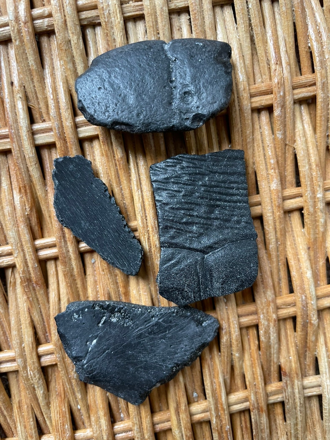 Rare Collection of 4 Turtle Shell Fossils, Unique Find - Etsy