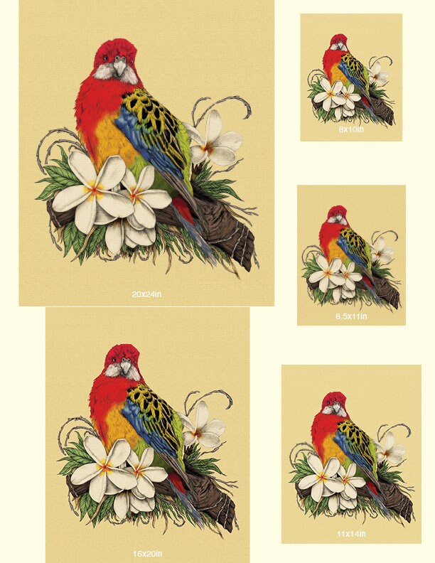 Eastern Rosella Printable Art | Digital Download | Wall Art | Australia ...