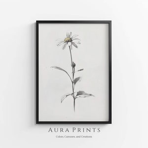 Charming Daisy Sketch | Nature Drawing | Vintage Rustic Wall Art ...
