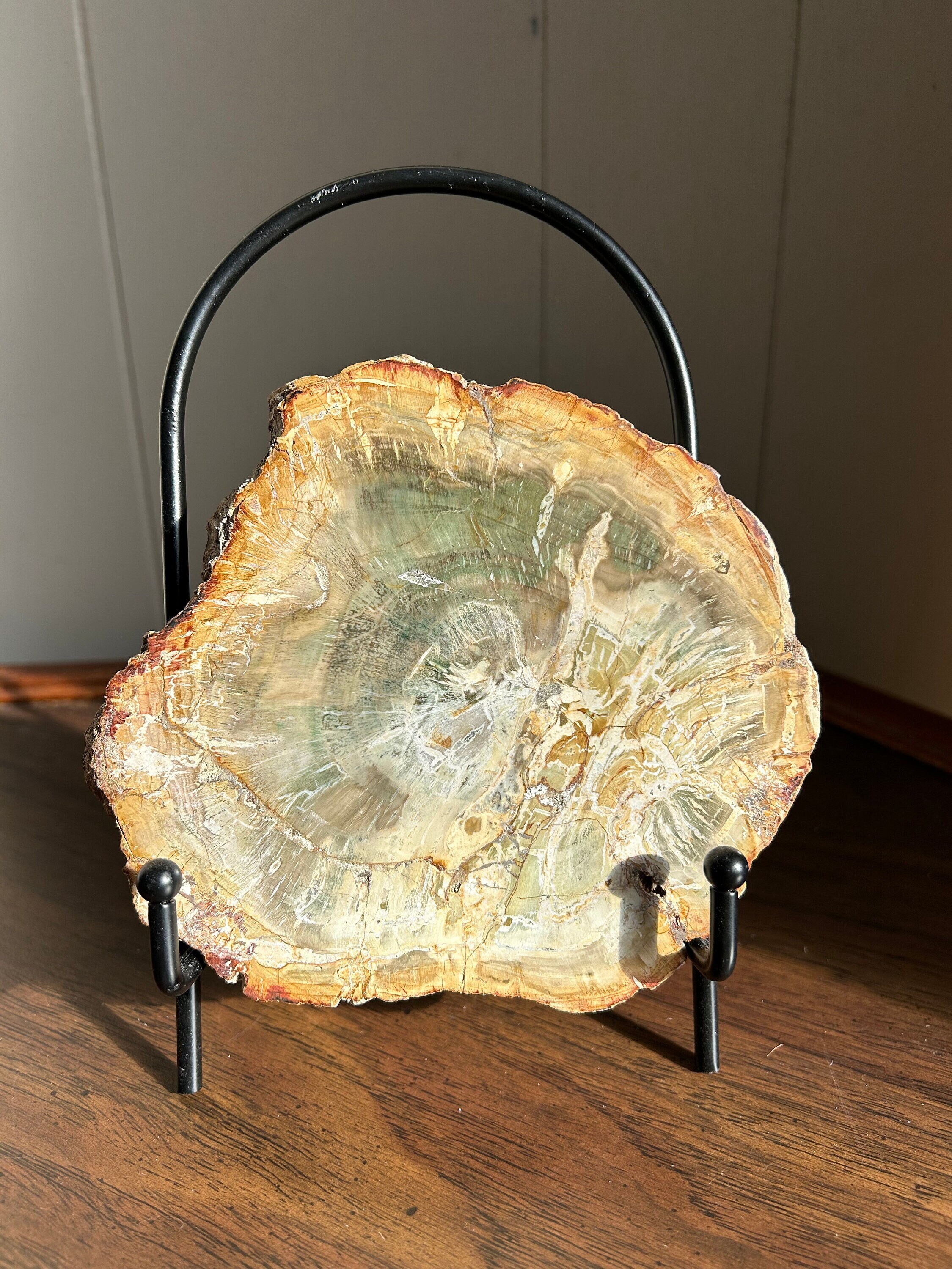 Petrified Wood Slice - Etsy