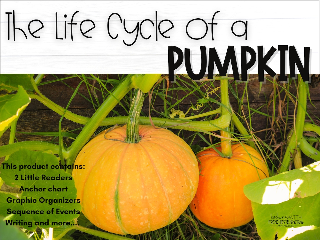 The Life Cycle of a Pumpkin: Science Printables for Kindergarten - Etsy