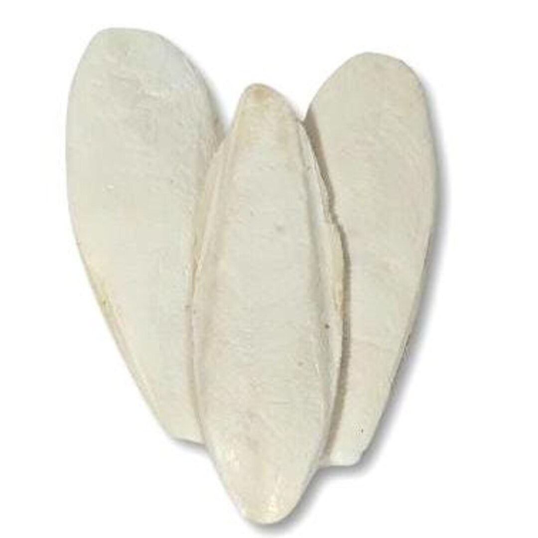 Cuttlebone for Isopods, Snails and Other Invertebrates. - Etsy