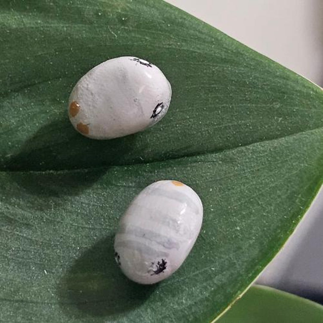 Hand Made Clay Isopod Magnetic Plant Charms- Cubaris Murina - Etsy