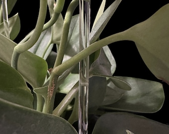 Acrylic Plant Support Sticks or Stakes - Set of 8 Pieces - Etsy