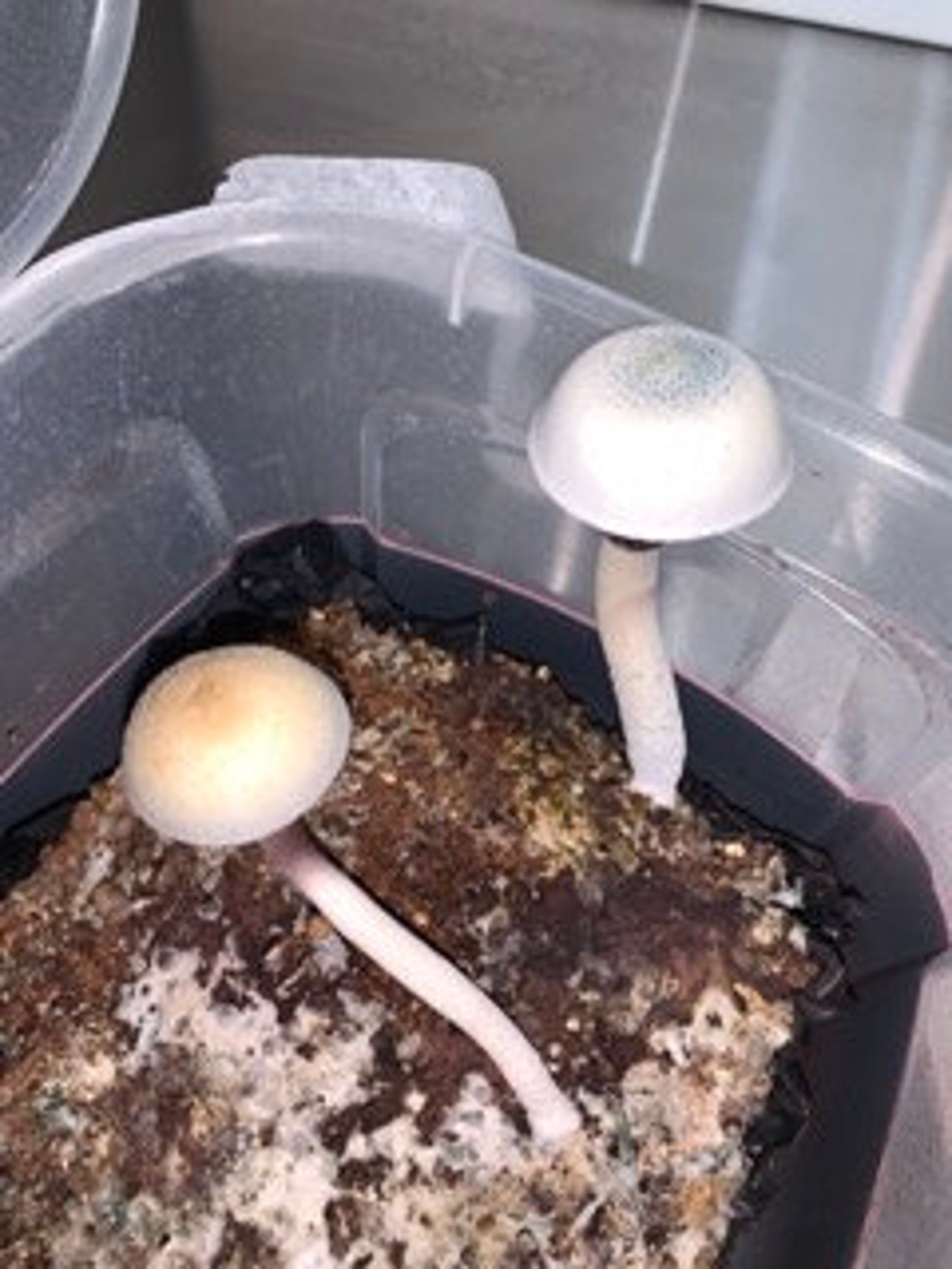 Beginner's Mushroom Fruiting Chamber: Grow Kit for Fungi Cultivation ...