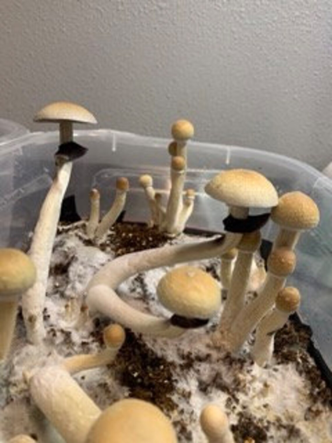 Beginner's Mushroom Fruiting Chamber: Grow Kit for Fungi Cultivation ...
