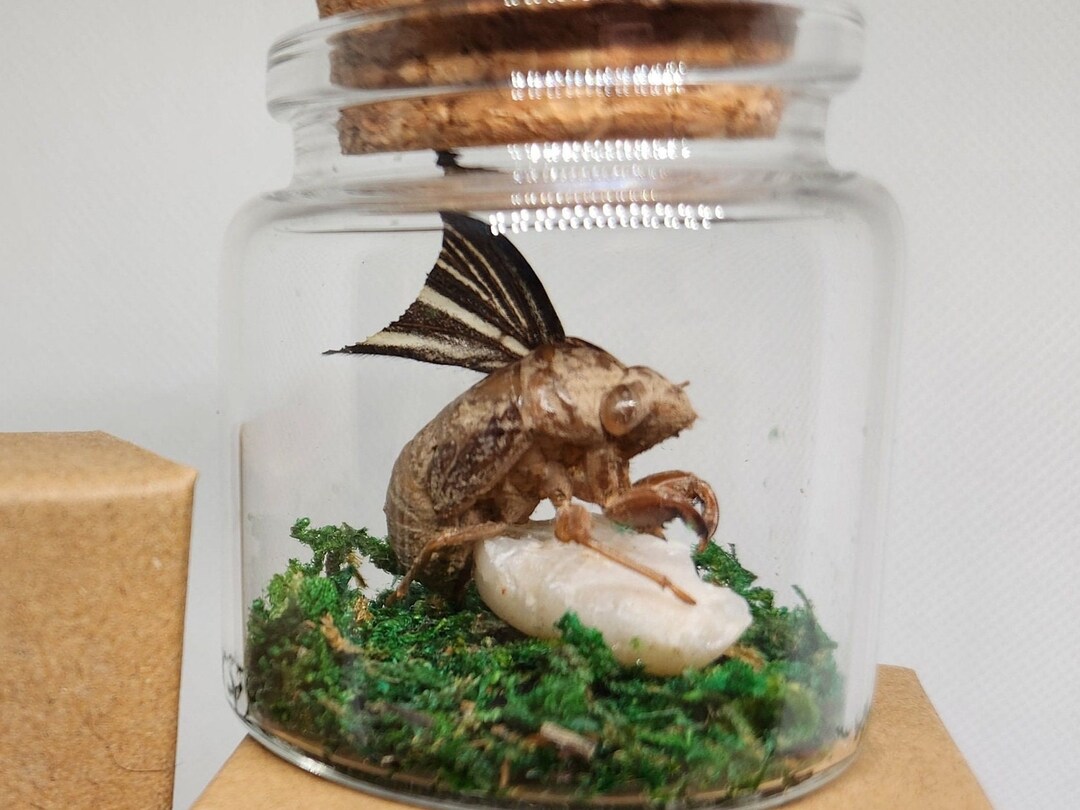 Cicada Insect Exoskeleton Specimen Display Bug Taxadermy - Etsy