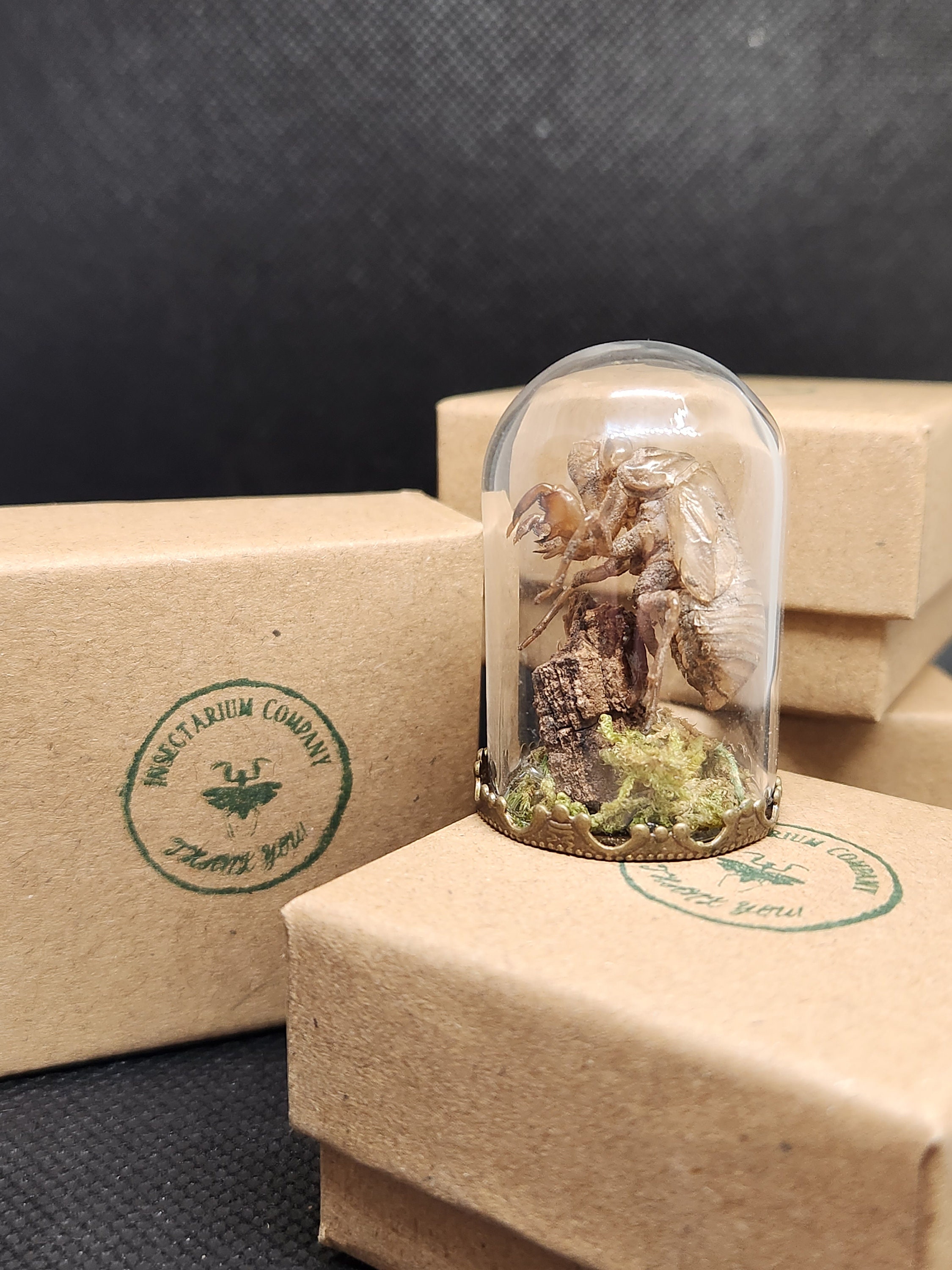 REAL Cicada Insect Exoskeleton Specimen Display Bug Taxadermy - Etsy