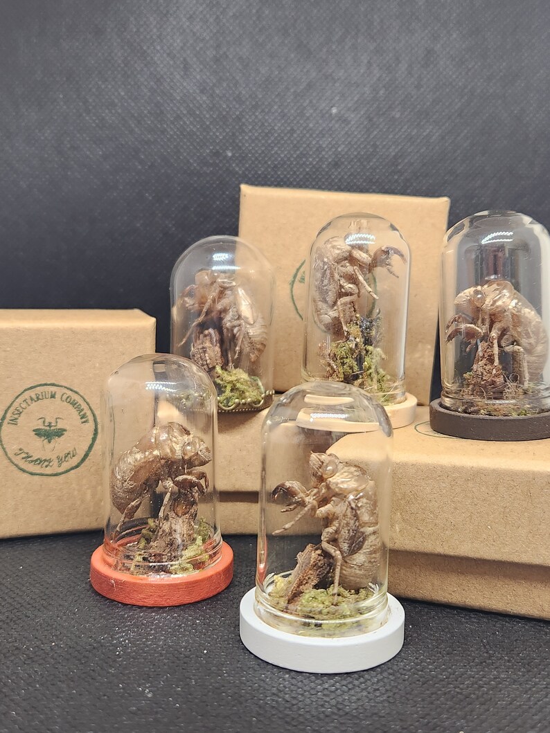 Cicada Insect Exoskeleton Specimen Necklace Pendant or Display Bug ...