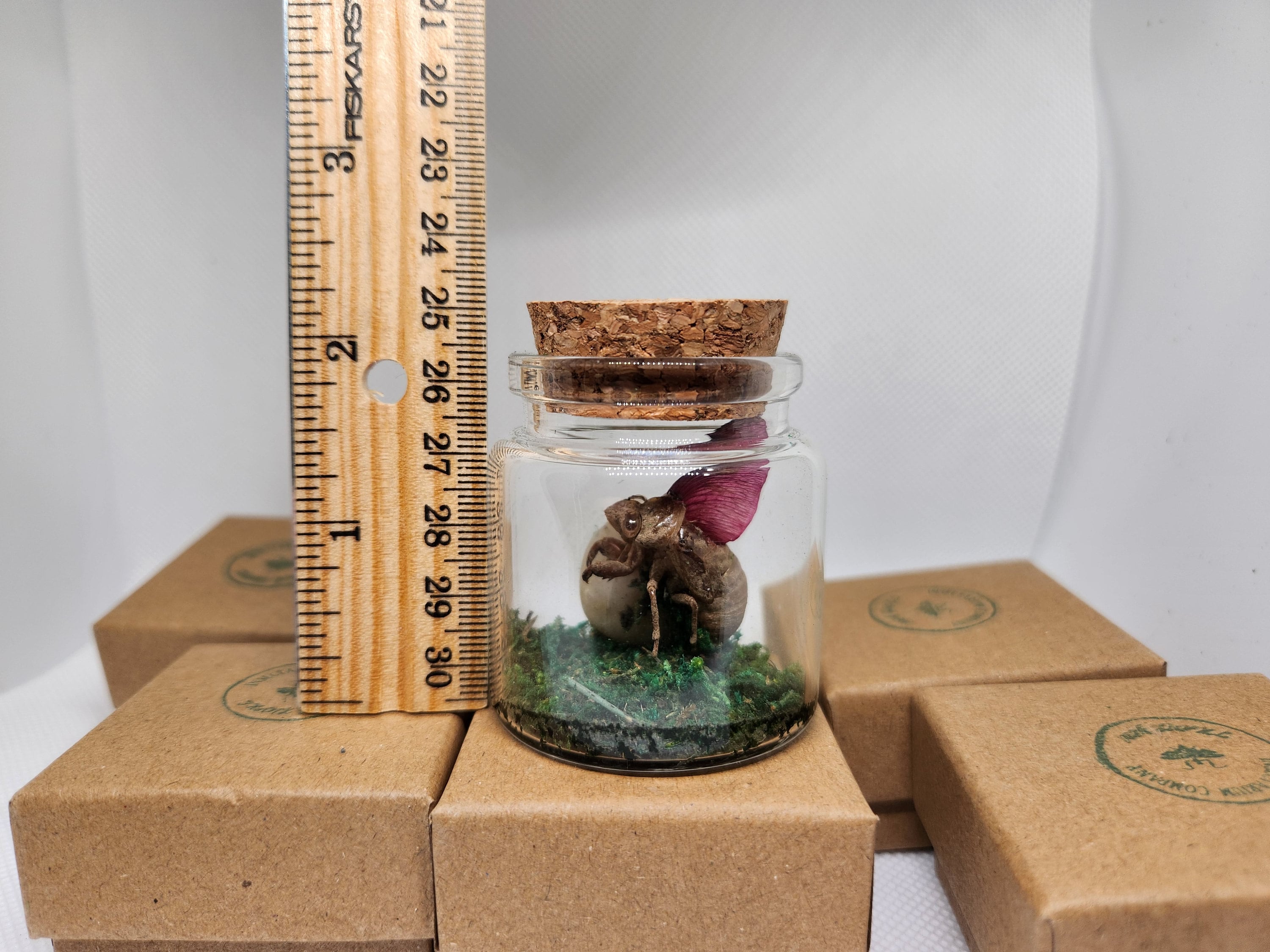 Cicada Insect Exoskeleton Specimen Display Bug Taxadermy - Etsy