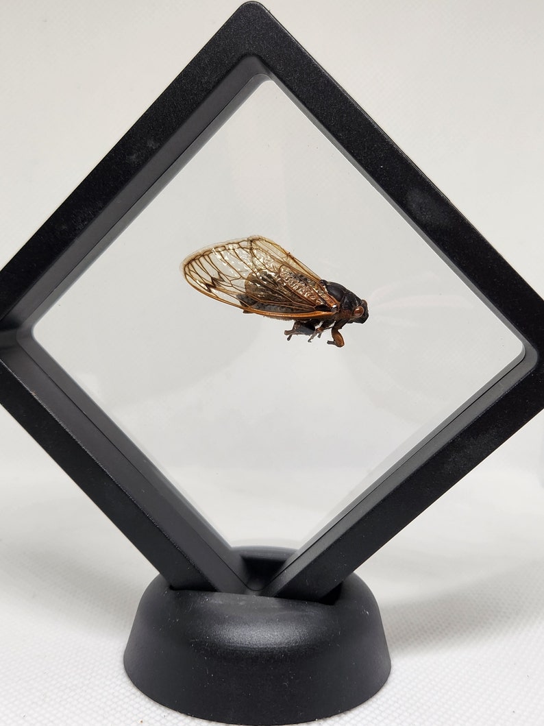 Cicada Insect or Cicada Exoskeleton Specimen Two Sided Display Bug ...