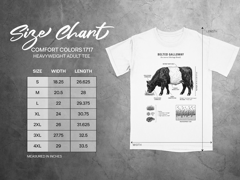 T-shirt Galloway : race de vache ceinturée, race patrimoniale, tête ...
