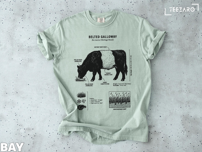 T-shirt Galloway : race de vache ceinturée, race patrimoniale, tête ...