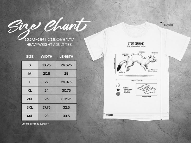 Ermine T-shirt: Stoat Anatomy, Winter Phase, Hypnotic Movement, Comfort ...