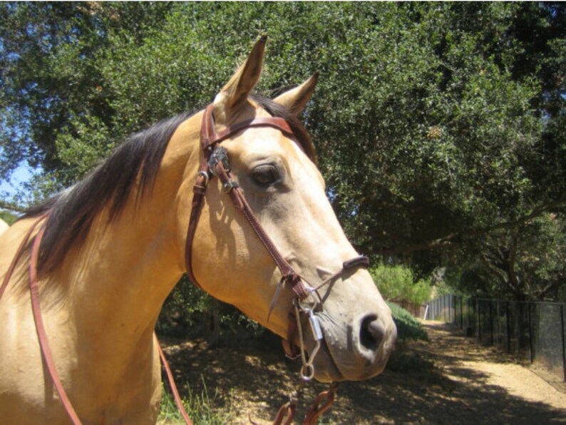 Mikmar Feather Bit High Performance Horse Bits for All Riding Styles - Etsy