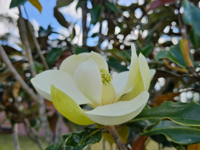 Southern Magnolia Leaf Litter, Isopod Leaf Litter, Dried Leaves ...
