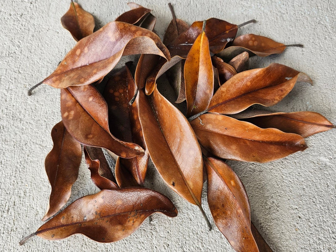Southern Magnolia Leaf Litter, Isopod Leaf Litter, Dried Leaves ...