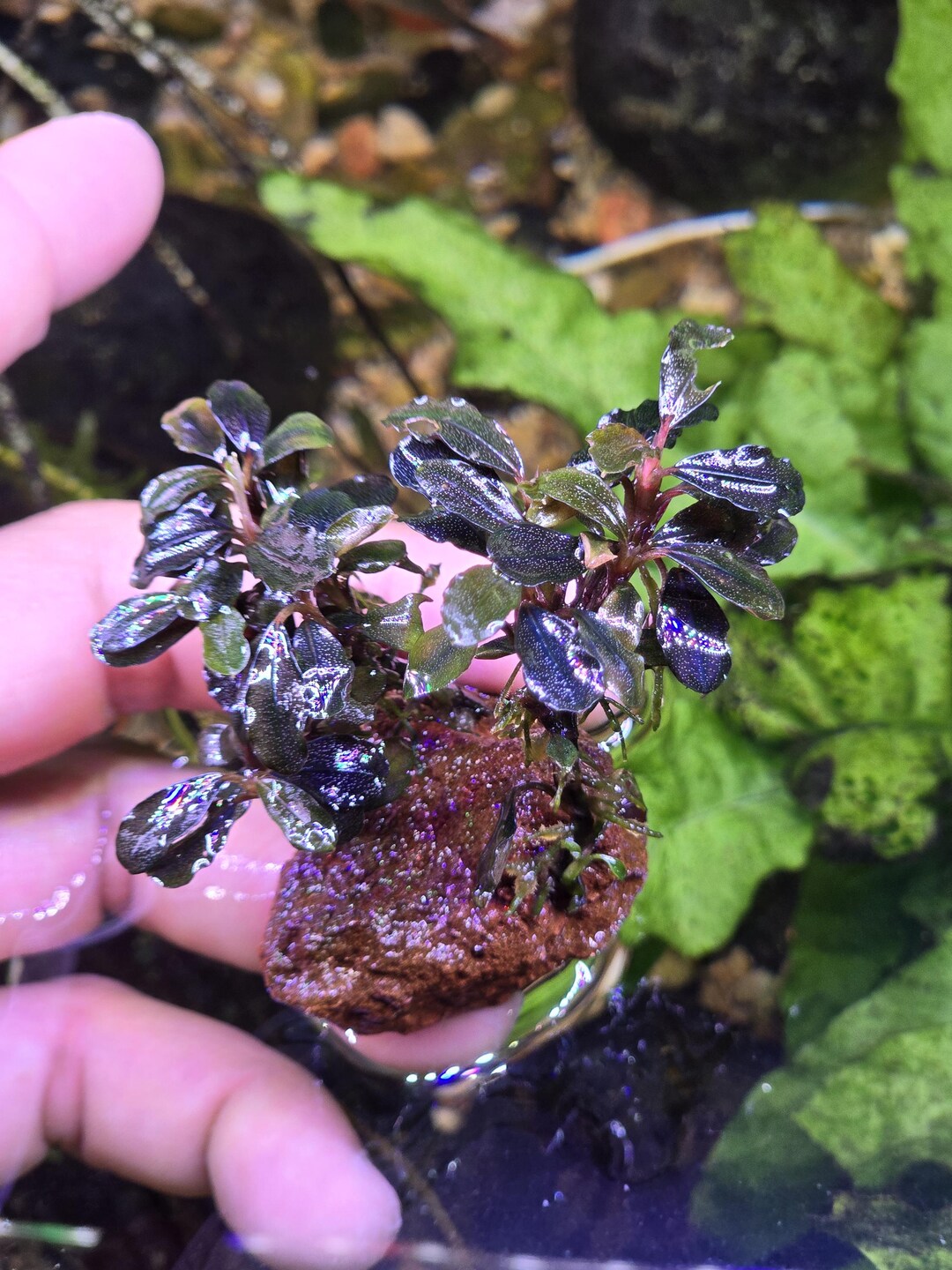 Bucephalandra Brownie Ghost Live Plant Aquatic Plant Aquascape ...