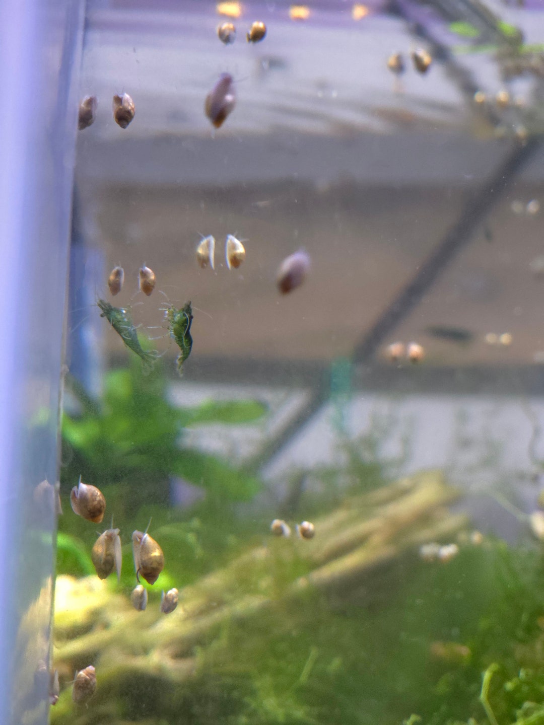 Feeder Snails Pond Snails Aquatic Snails Food for Puffers, Loaches ...