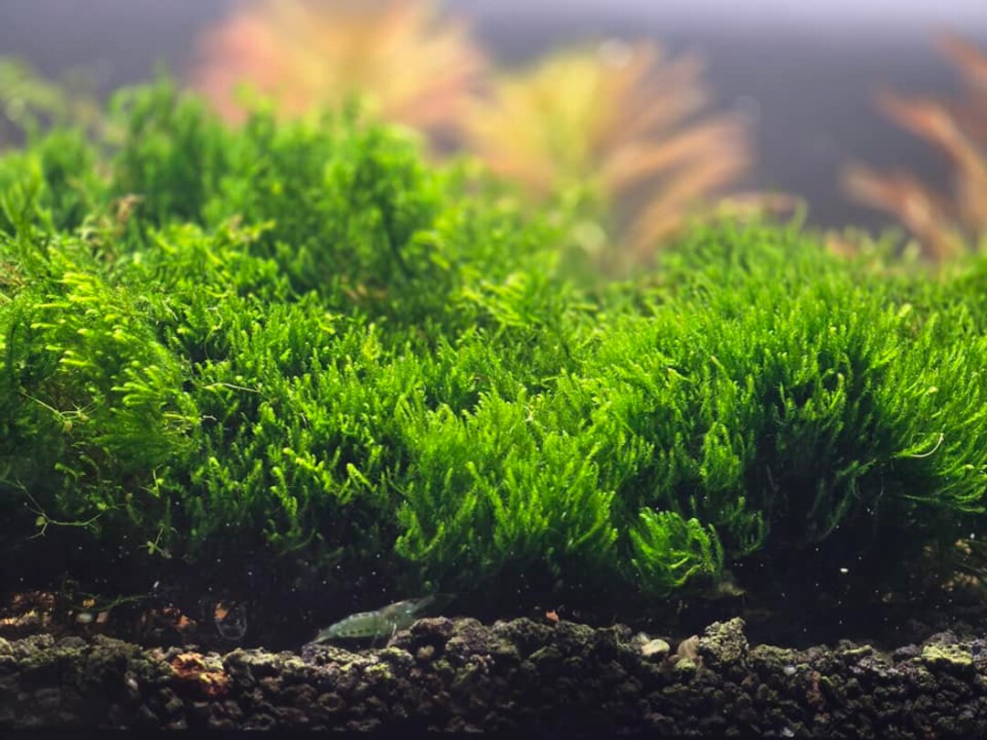 Flame Moss Taxiphyllum Sp. Flame Live Plant Aquatic Plant Aquascape ...