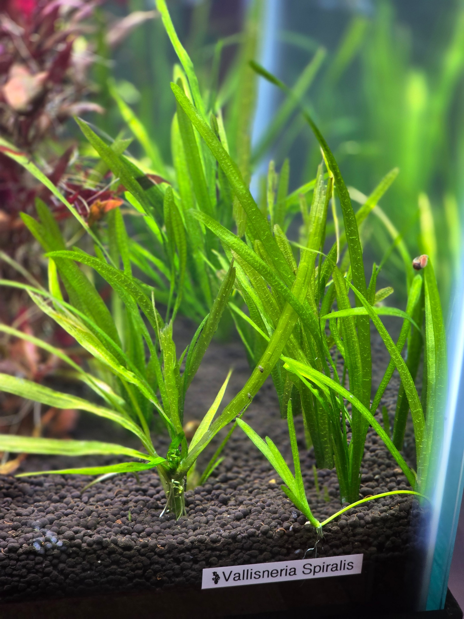 Vallisneria Spiralis Straight Vallisneria Tape Grass Live Plant Aquatic ...