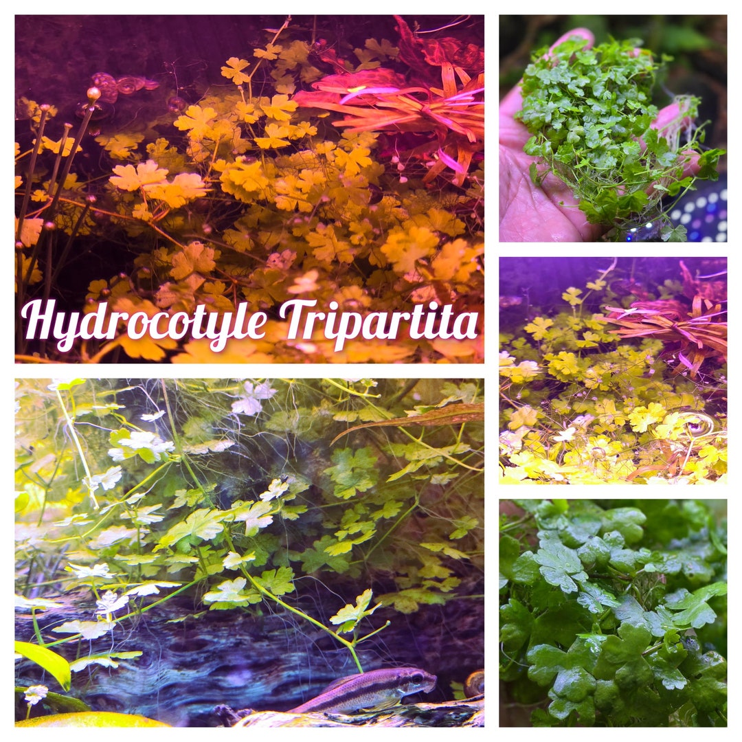 Hydrocotyle Tripartita Dwarf Pennywort Live Plant Aquatic Plant ...