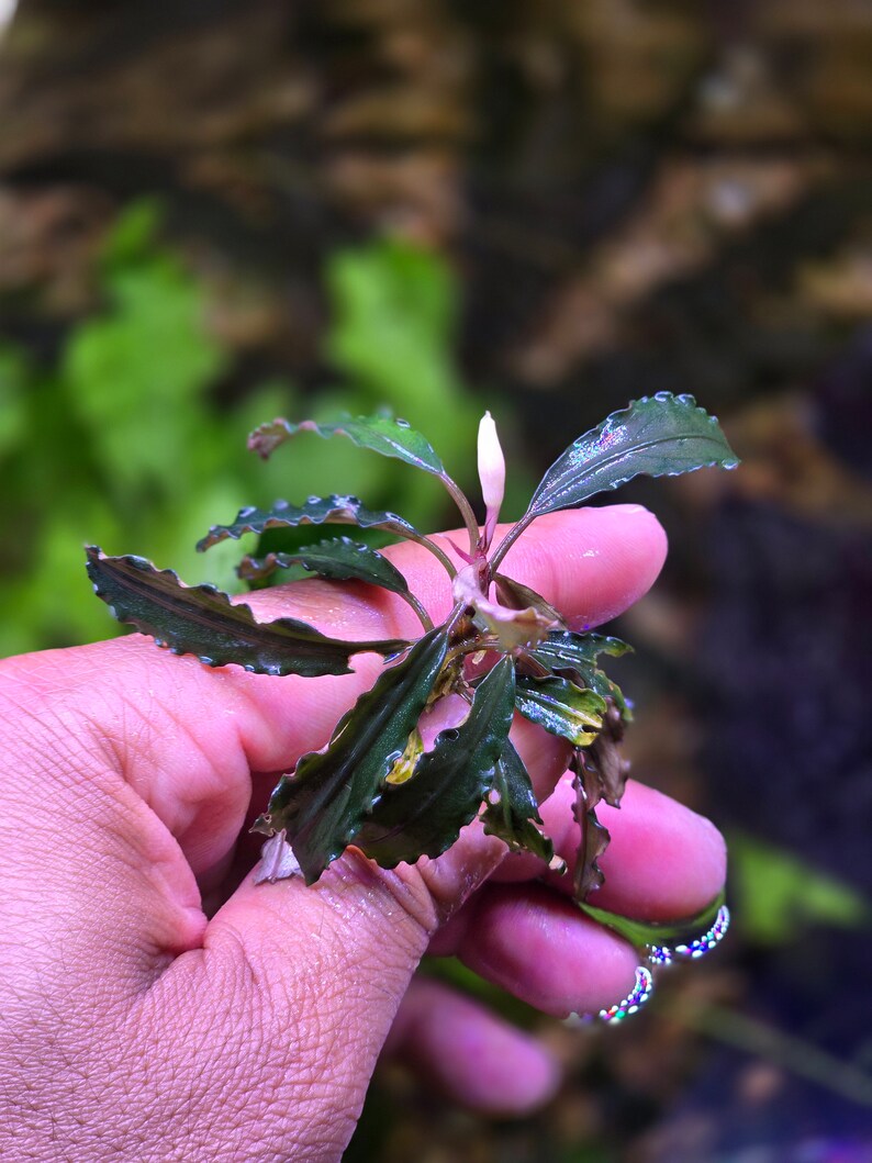 Bucephalandra Godzilla Kedagang Red Live Plant Aquatic Plant Freshwater ...