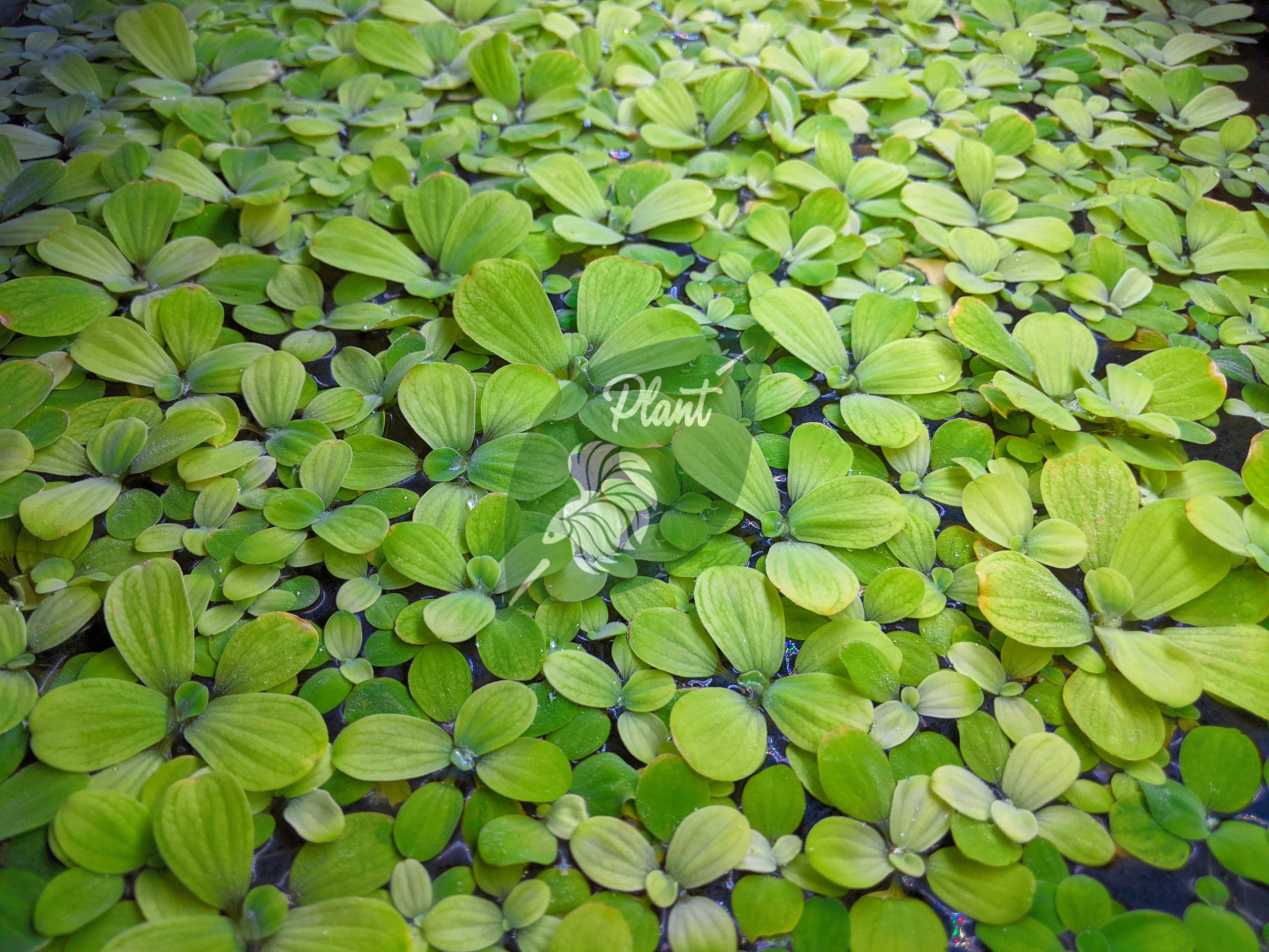 Dwarf Water Lettuce Live Plant Aquatic Plant Ponds Aquariums Natural - Etsy