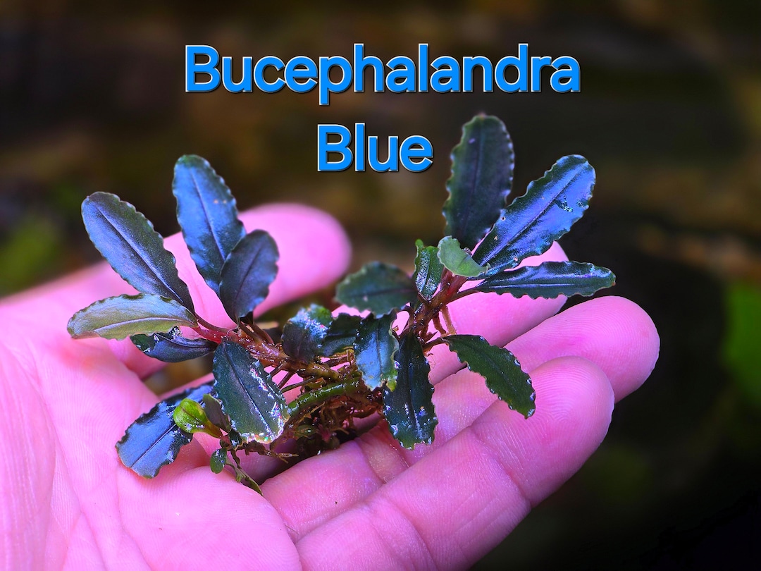 Bucephalandra Brownie Blue Live Plant Aquatic Plant Freshwater Fish ...