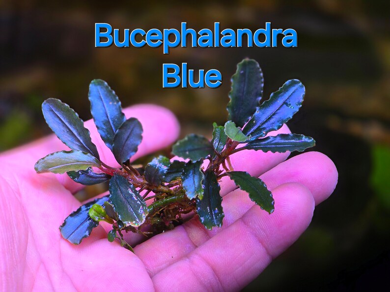 Bucephalandra Brownie Blue Live Plant Aquatic Plant Freshwater Fish ...