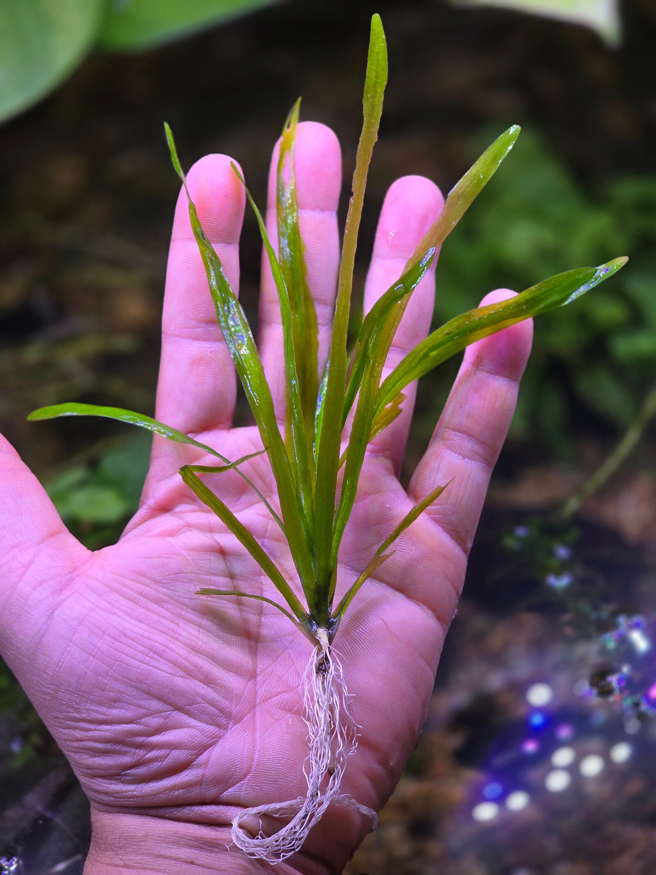 Vallisneria Spiralis Straight Vallisneria Tape Grass Live Plant Aquatic ...