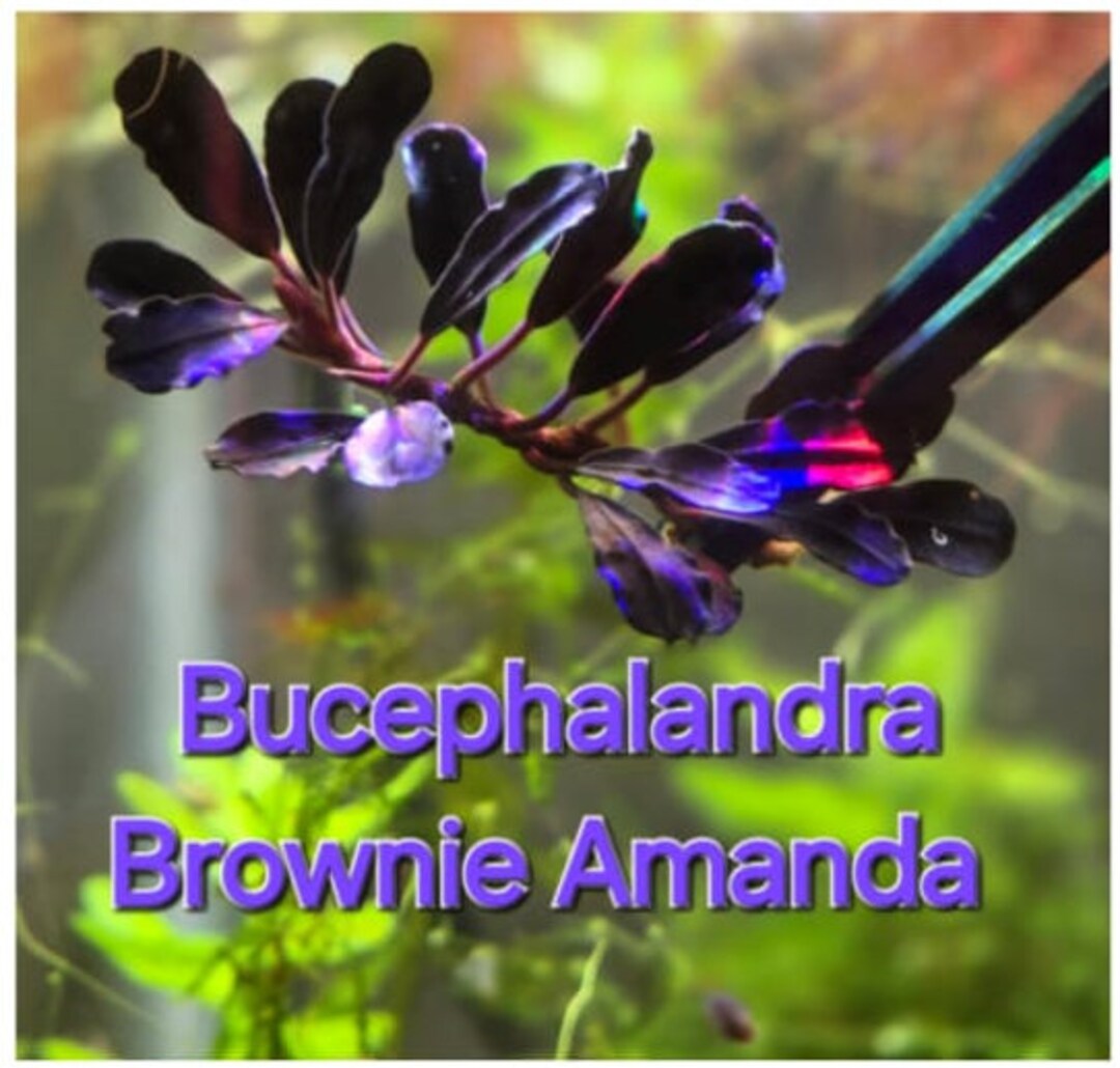Bucephalandra Brownie Amanda Live Plant Aquatic Plant Aquascape ...