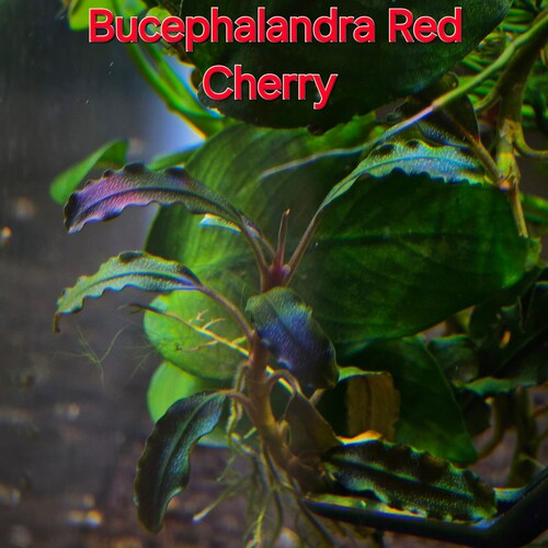 Starter Pack Live Aquarium Plant Aquatic Tropical Fish Java Moss Crypt ...