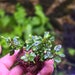 Bucephalandra Sintang Green Live Plant Aquatic Plant Freshwater Fish ...
