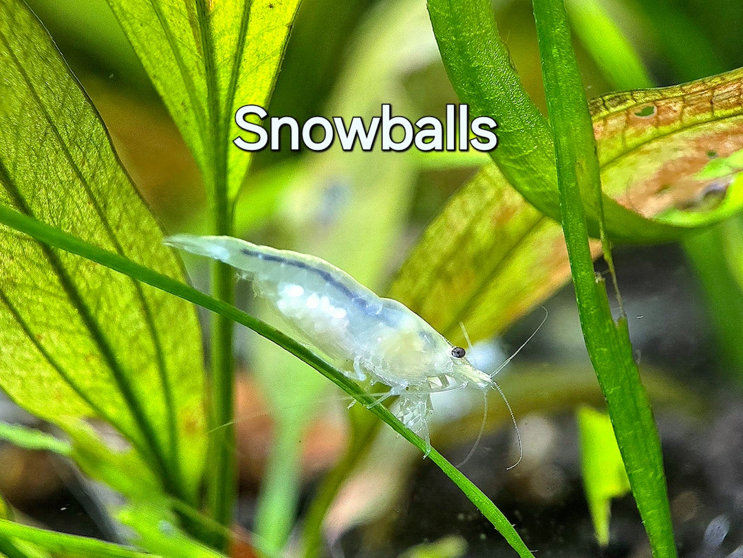 Snowball Shrimp Neocaridina Cf. Zhangjiajiensis Var. White White Shrimp ...