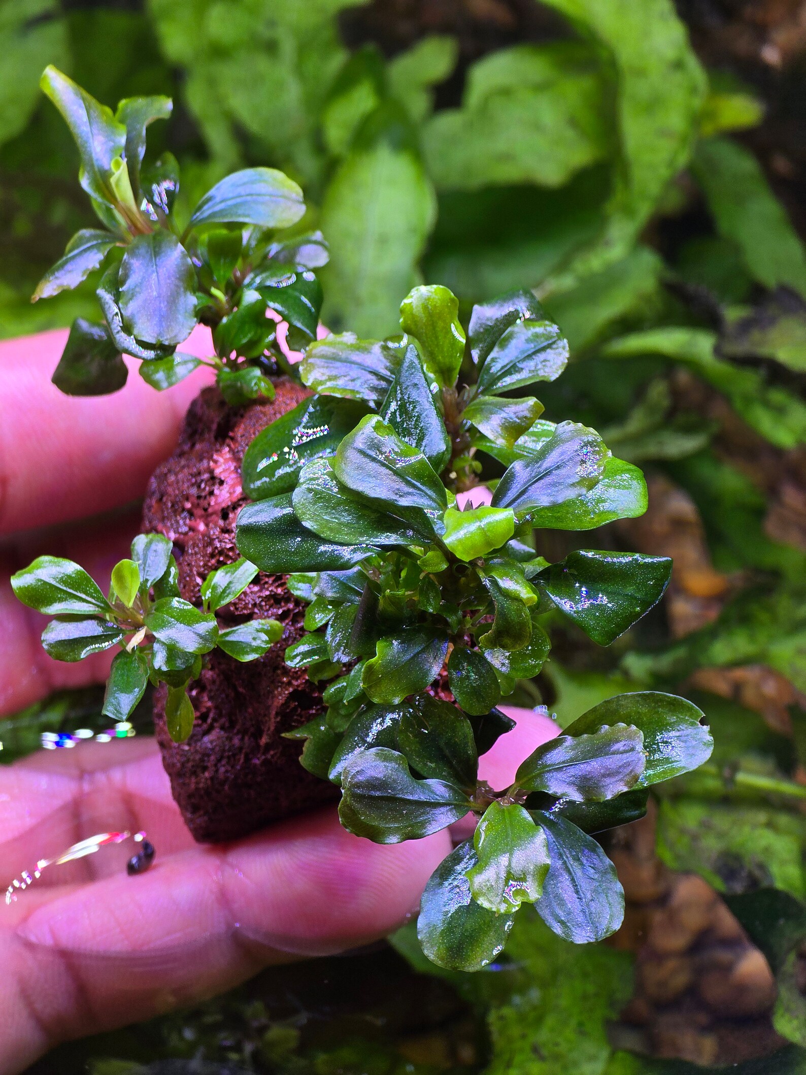 Bucephalandra Sintang Green Live Plant Aquatic Plant Freshwater Fish Tank Aquarium Aquascape ...