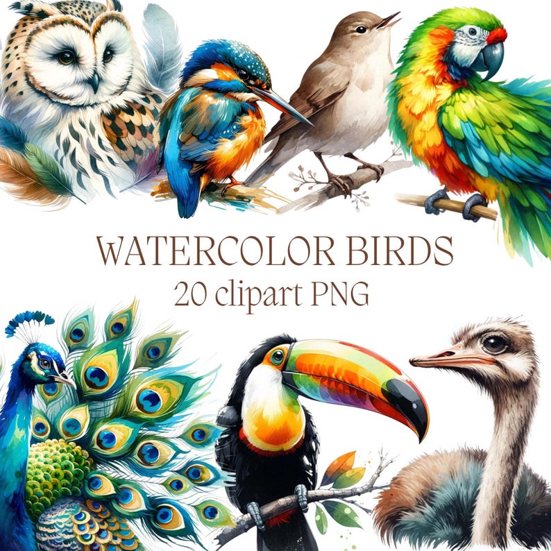 20 Watercolor Bird Clipart Bundle, Beautiful Bird Illustrations, Animal ...
