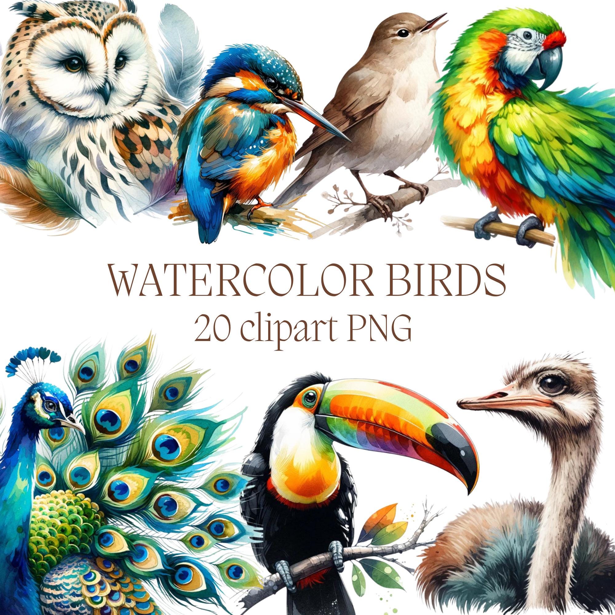 20 Watercolor Bird Clipart Bundle, Beautiful Bird Illustrations, Animal ...