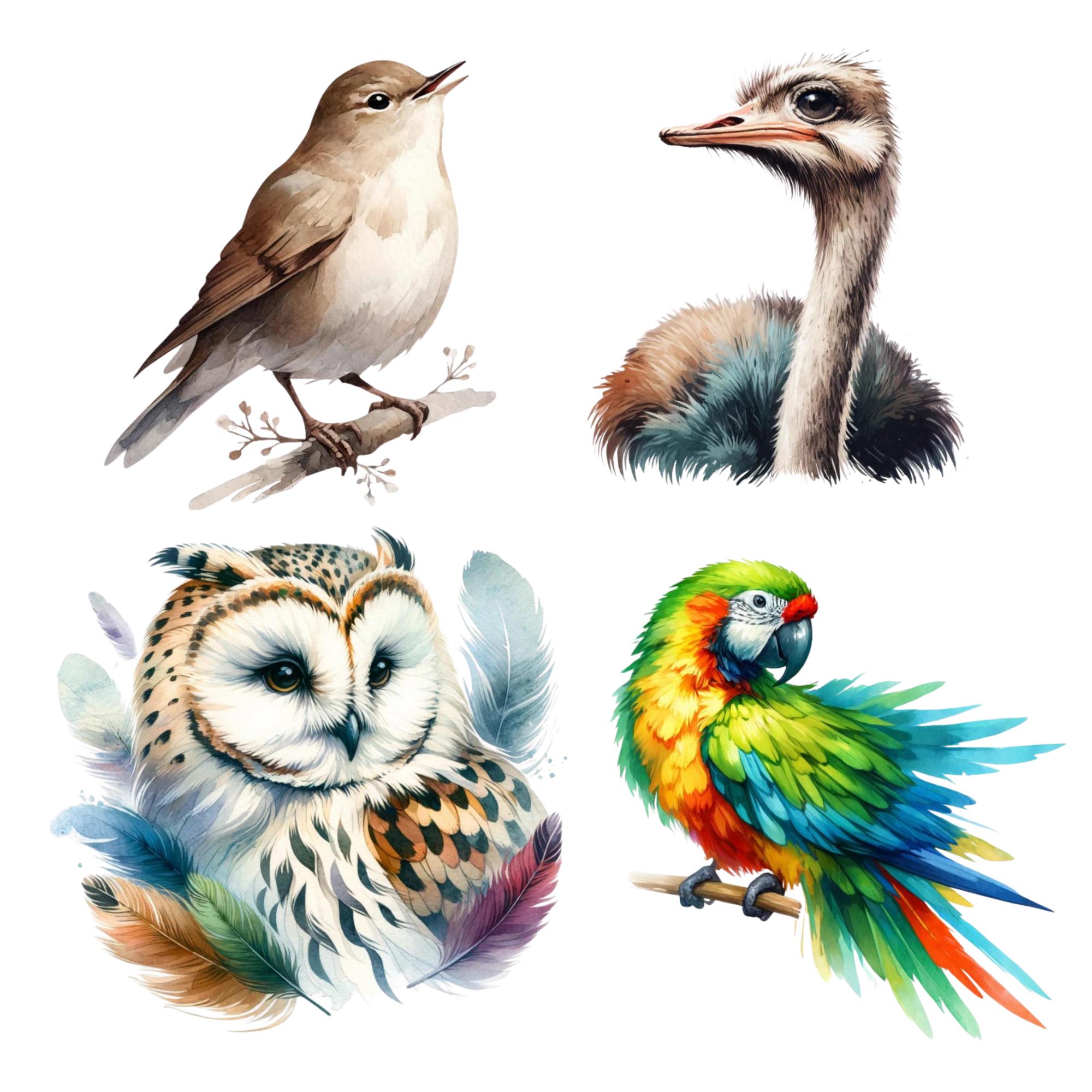 20 Watercolor Bird Clipart Bundle, Beautiful Bird Illustrations, Animal ...