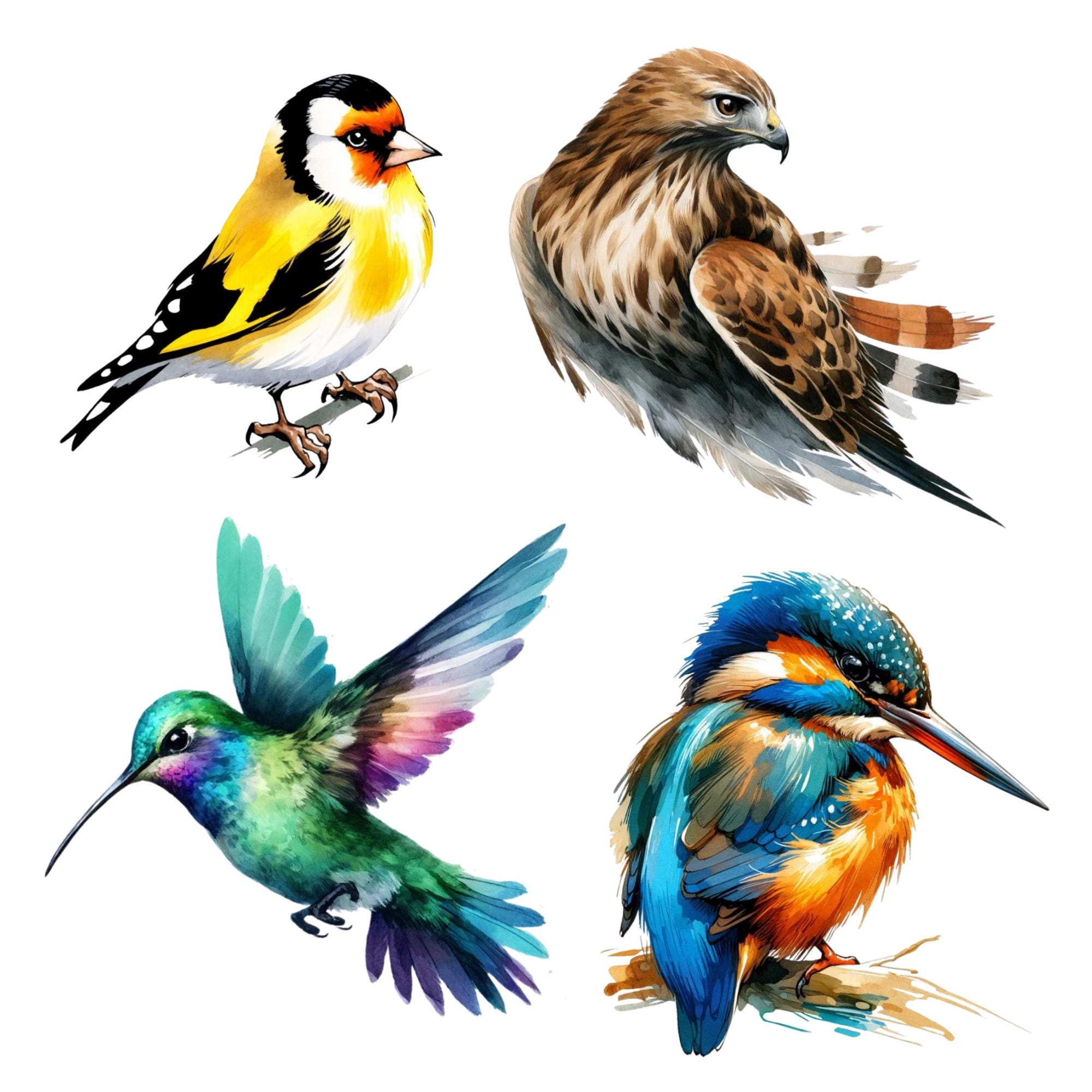 20 Watercolor Bird Clipart Bundle, Beautiful Bird Illustrations, Animal ...