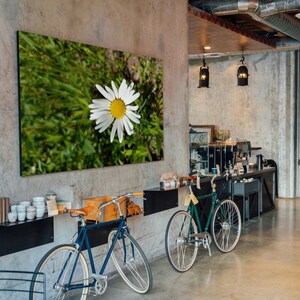 Daisy Photo Spring Daisy Flower Photo Custom Wall Art Flower Decor ...