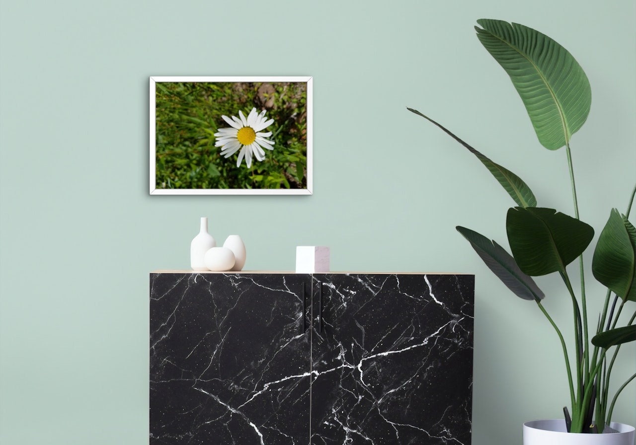 Daisy Photo Spring Daisy Flower Photo Custom Wall Art Flower Decor ...