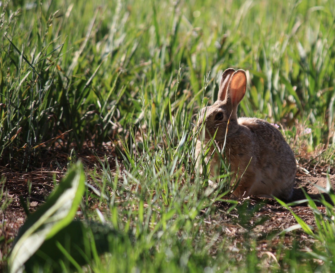 Bunny Rabbit in Nature Outdoor Bunny Print Bunny Rabbit in Grass Photo ...