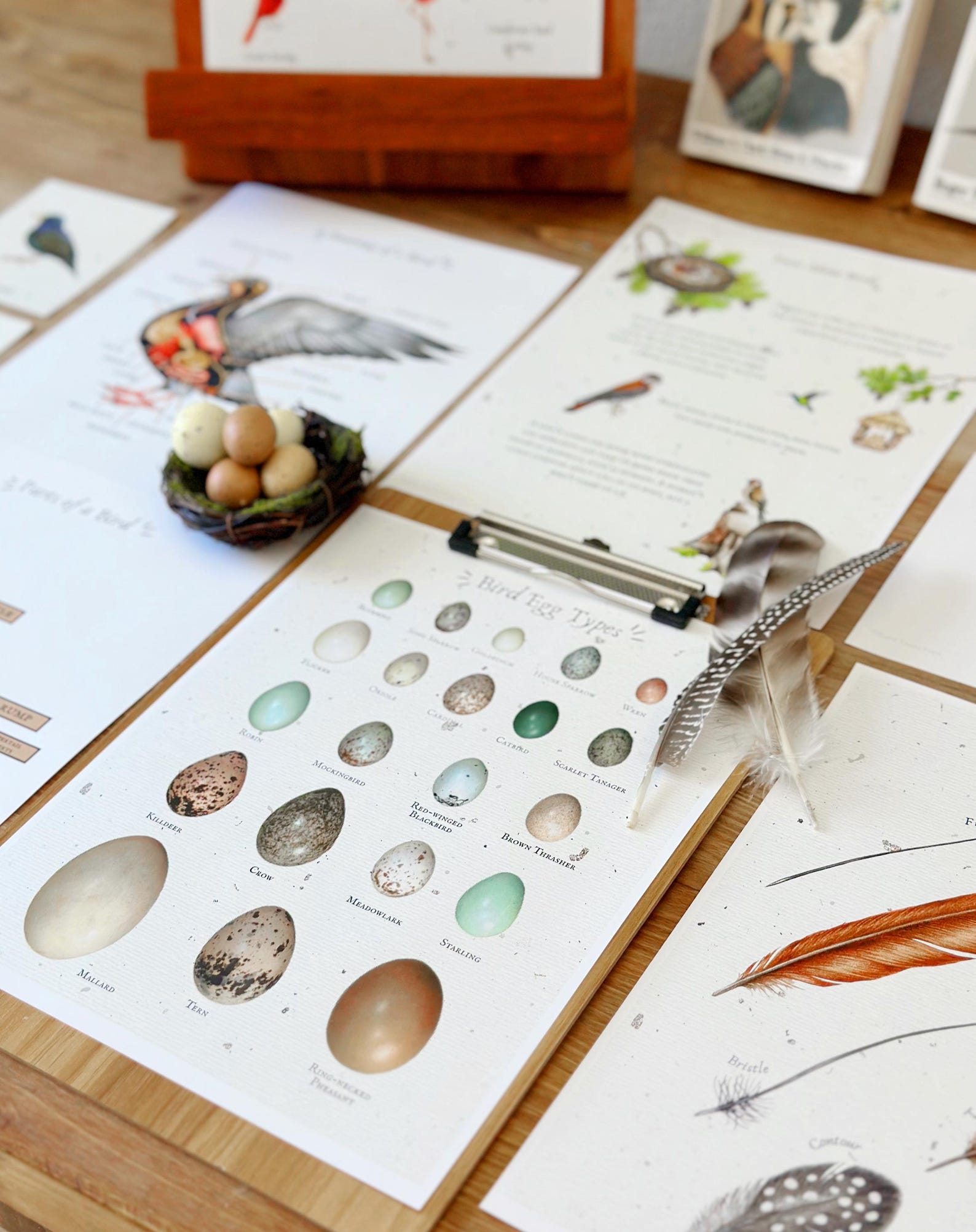 Bird Unit Study Printable, Homeschool Science Lesson, Animal Nature ...