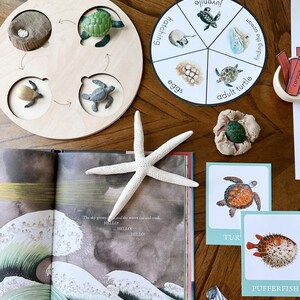 Oceanography Study, Ocean Animal Unit Study, Ocean Animal Worksheets ...