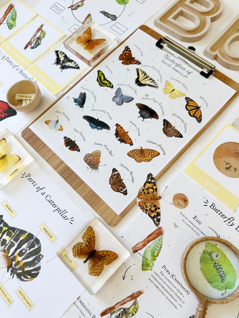 Butterfly Unit Study Printable, Homeschool Science Lesson, Insect ...