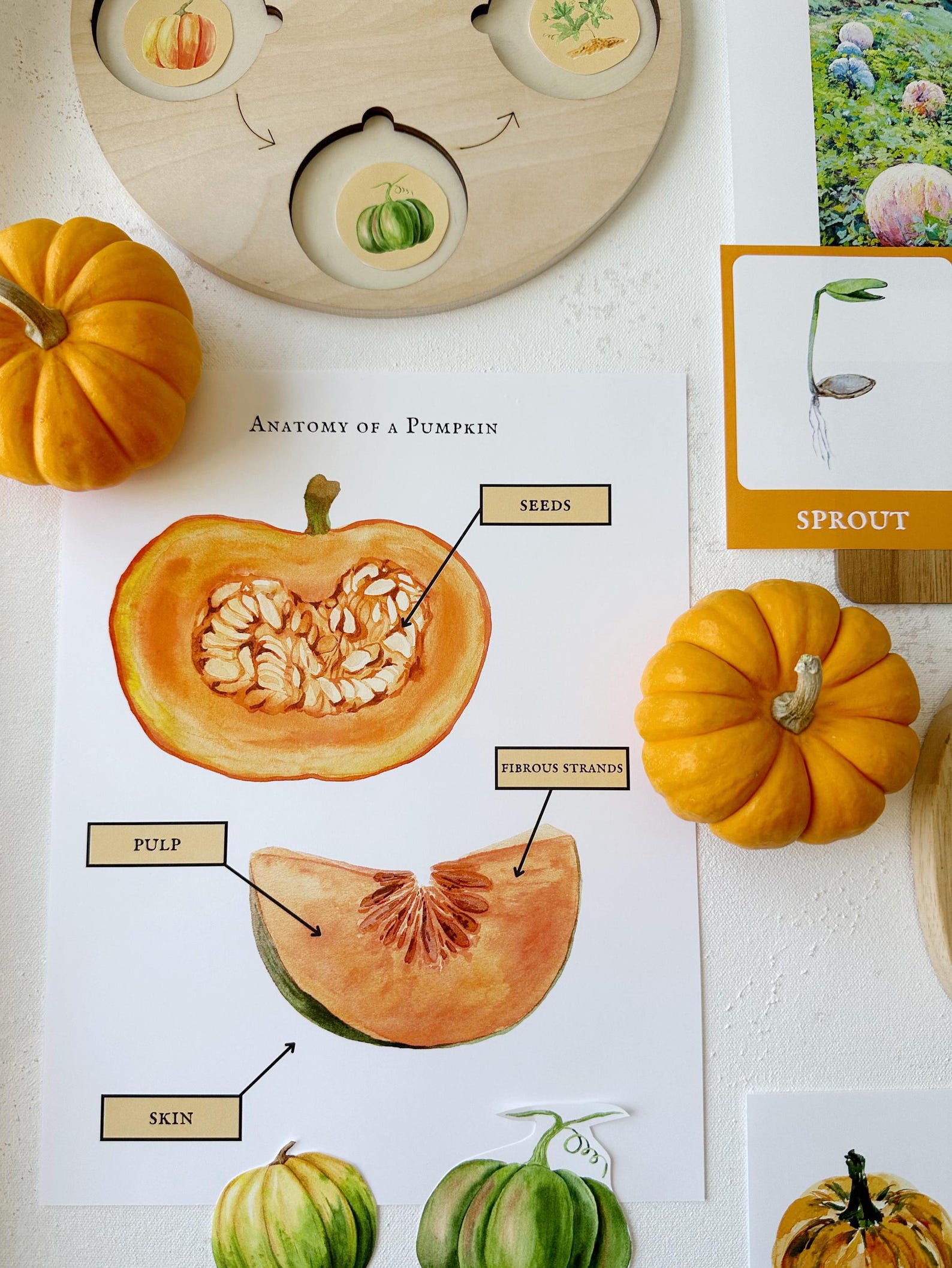 Pumpkin Unit Study, Fall Unit Study, Homeschool Pumpkin Study, Fall ...