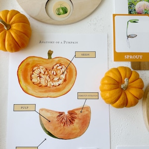 Pumpkin Unit Study, Fall Unit Study, Homeschool Pumpkin Study, Fall ...