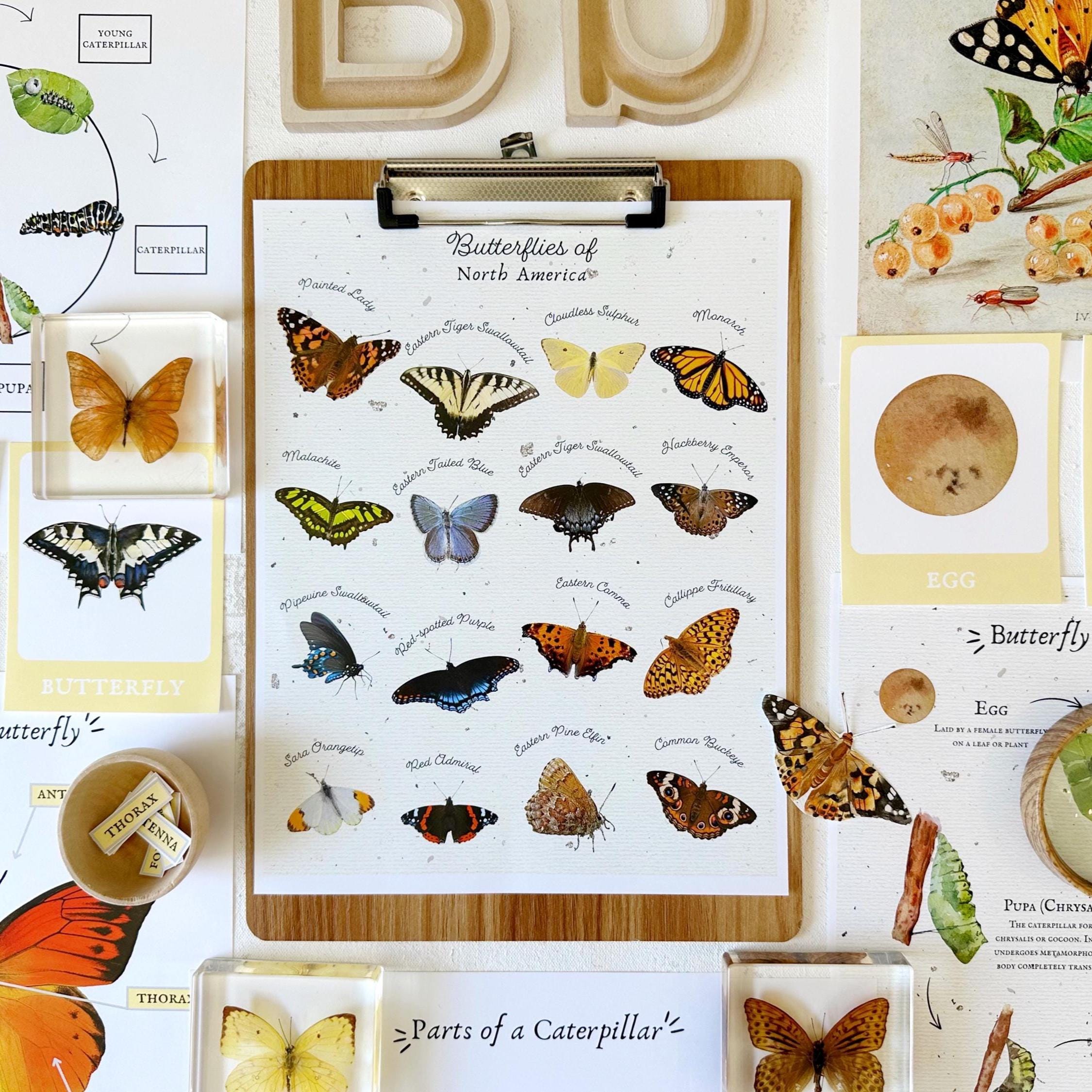 Butterfly Unit Study Printables, Charlotte Mason Nature Study ...