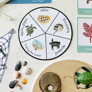 Ocean Unit Study Bundle, Marine Animals, Beach Study, Sea Life ...